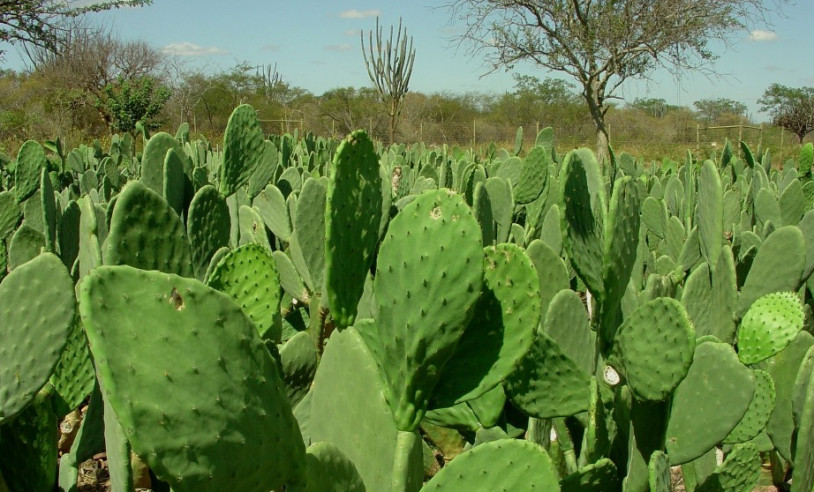 Paraíba sedia evento internacional sobre Palma Forrageira nesta segunda | ASN Paraíba - Agência ...